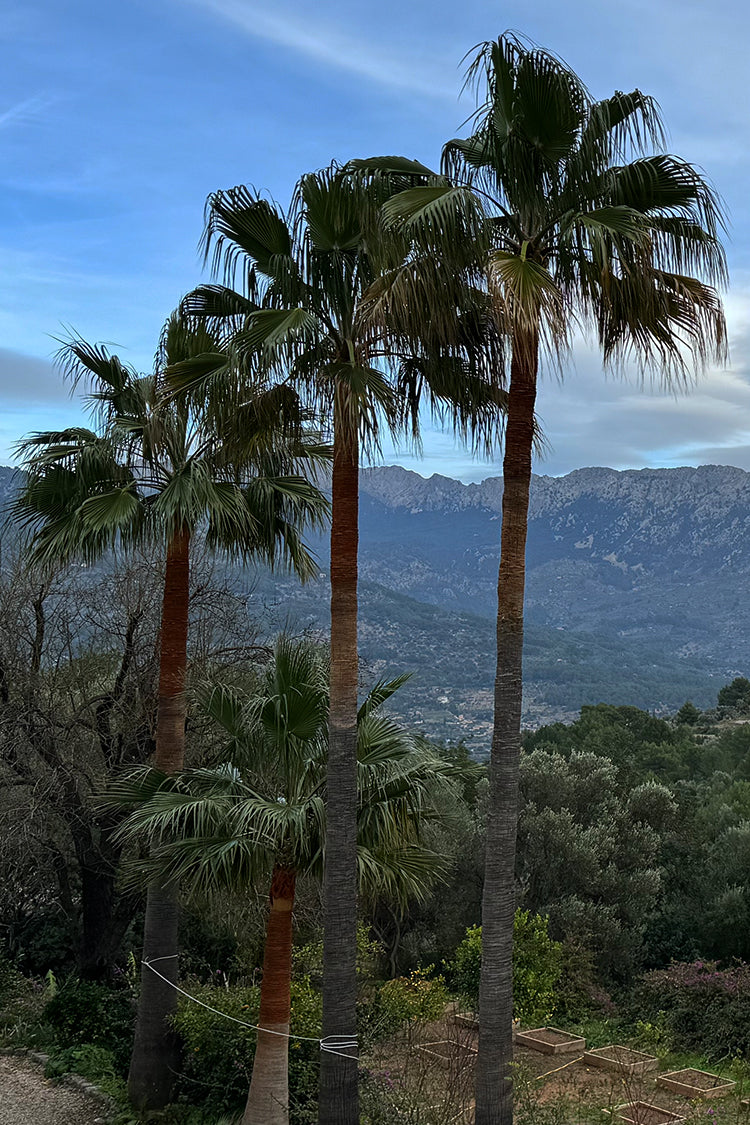 Brown Leopard Jaspre Skirt – Never Fully Dressed